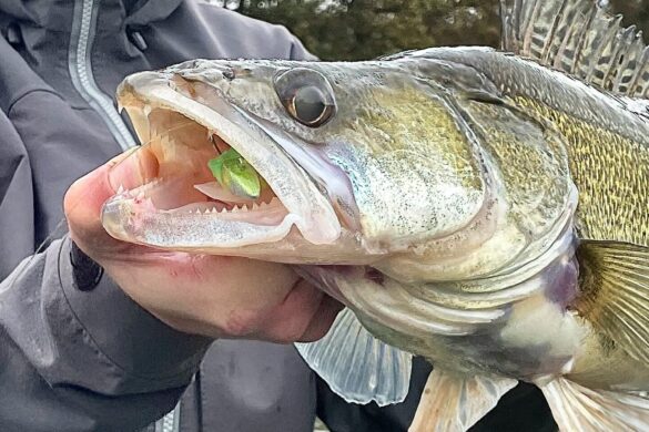 Le blog d'Ardent Pêche | Toutes les infos des pêches sportives